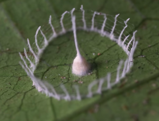 Rare Silkhenge Spider Creates Most Amazing Little Sculptures - The Dodo