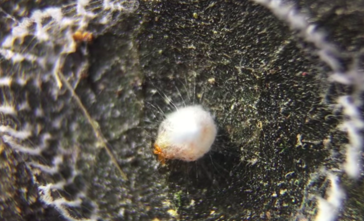 Rare Silkhenge Spider Creates Most Amazing Little Sculptures - The Dodo