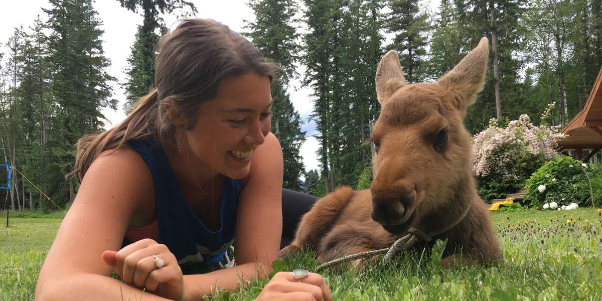Family Saves Baby Moose Orphans And Finds Them Sanctuary In Canada ...