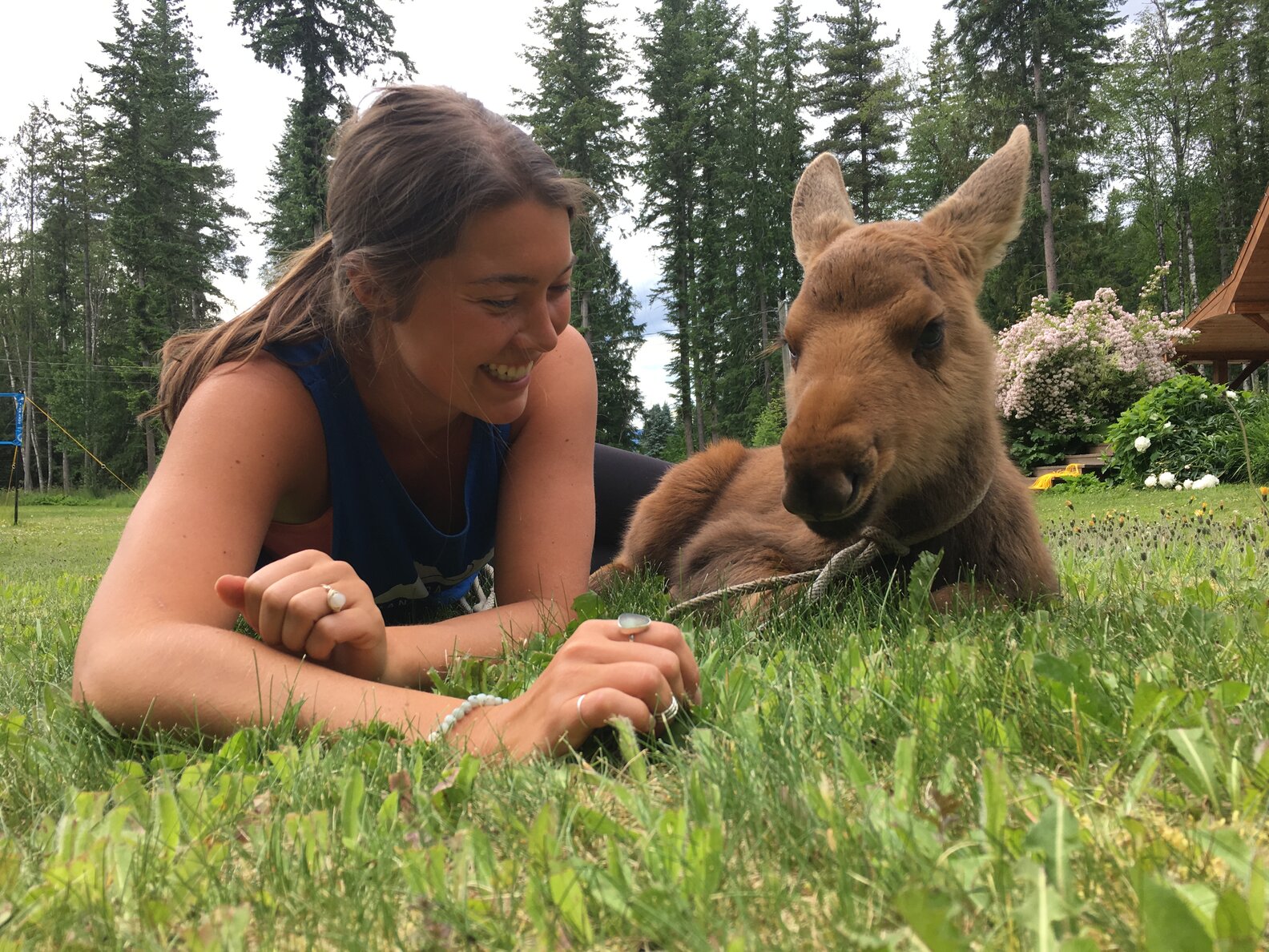 Family Saves Baby Moose Orphans And Finds Them Sanctuary In Canada ...