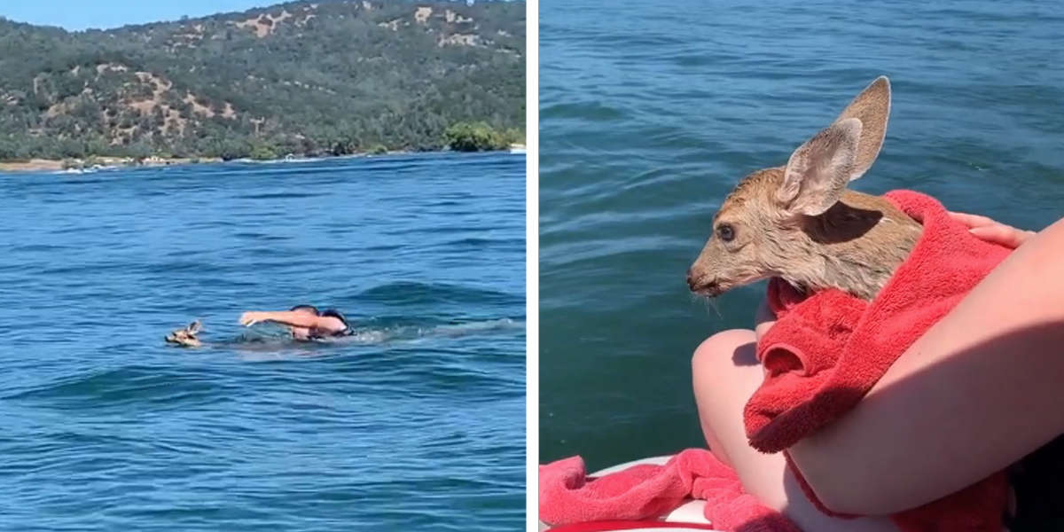 Guy Leaps Into Lake To Save A Drowning Baby Deer - The Dodo