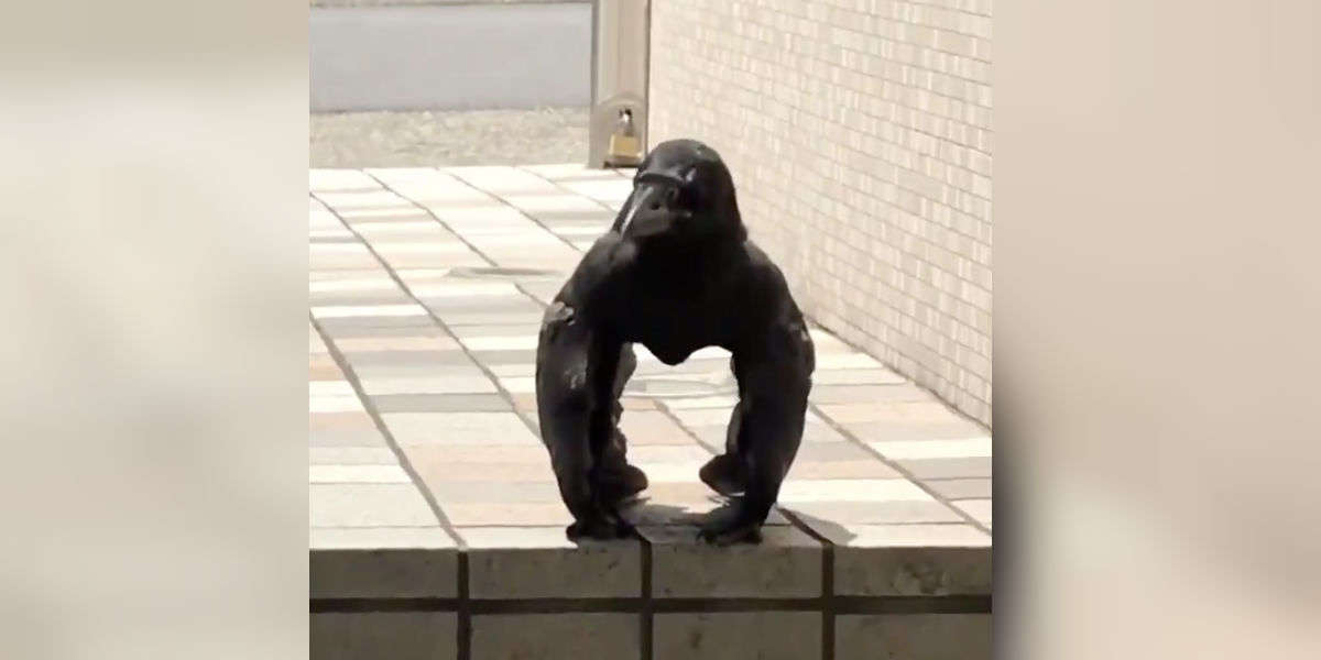 Video Of 'Gorilla Crow' Is Freaking Everyone Out - The Dodo