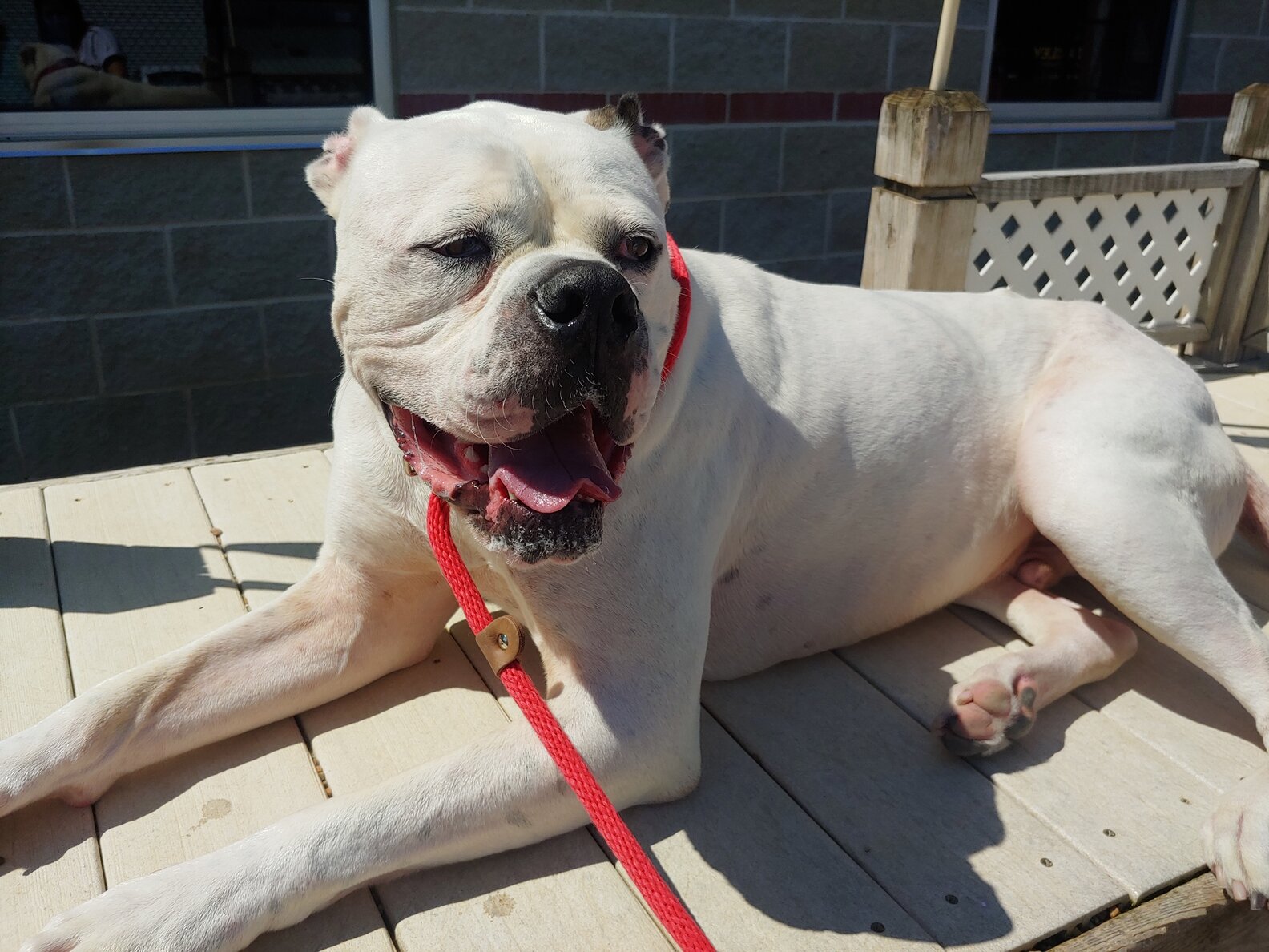 Dog Left At Shelter After Family Loses Their Home - The Dodo