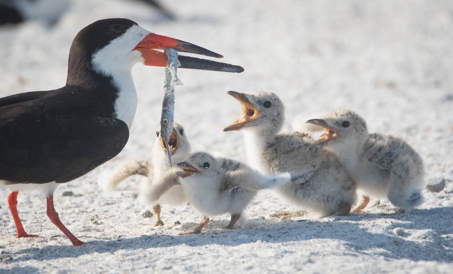 Mama Bird Spotted Trying To Feed Littered Cigarette Butt To Her Chick ...
