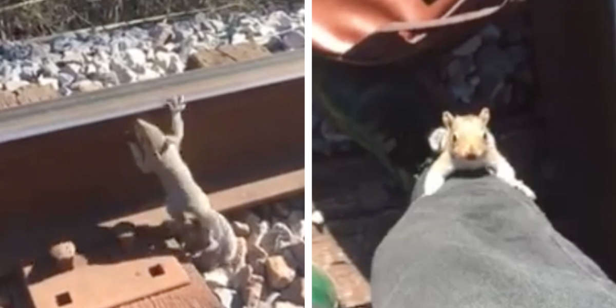 Squirrel Trapped On Railroad Track Decides To Ask A Human For Help ...