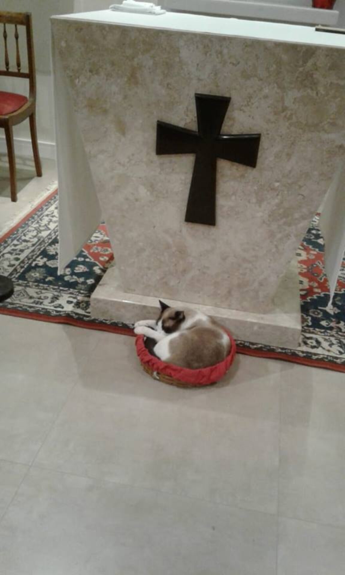 Cat Moves Into Church And Humbly Accepts All The Worshippers’ Praise ...