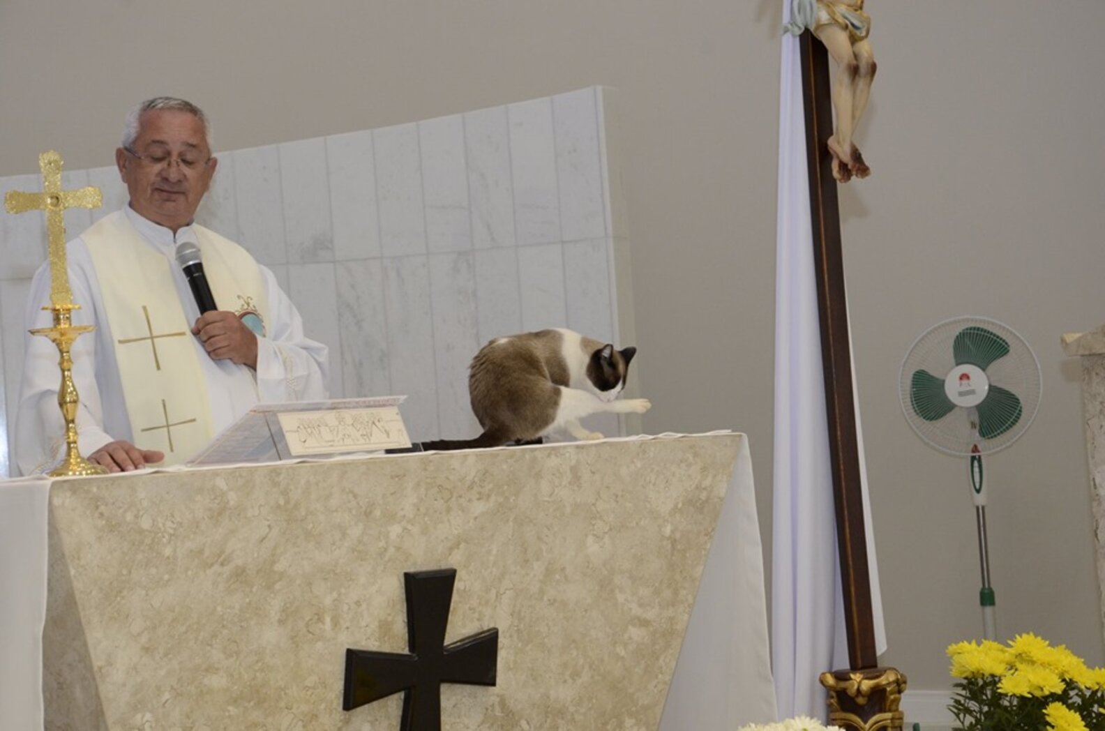 Cat Moves Into Church And Humbly Accepts All The Worshippers’ Praise ...