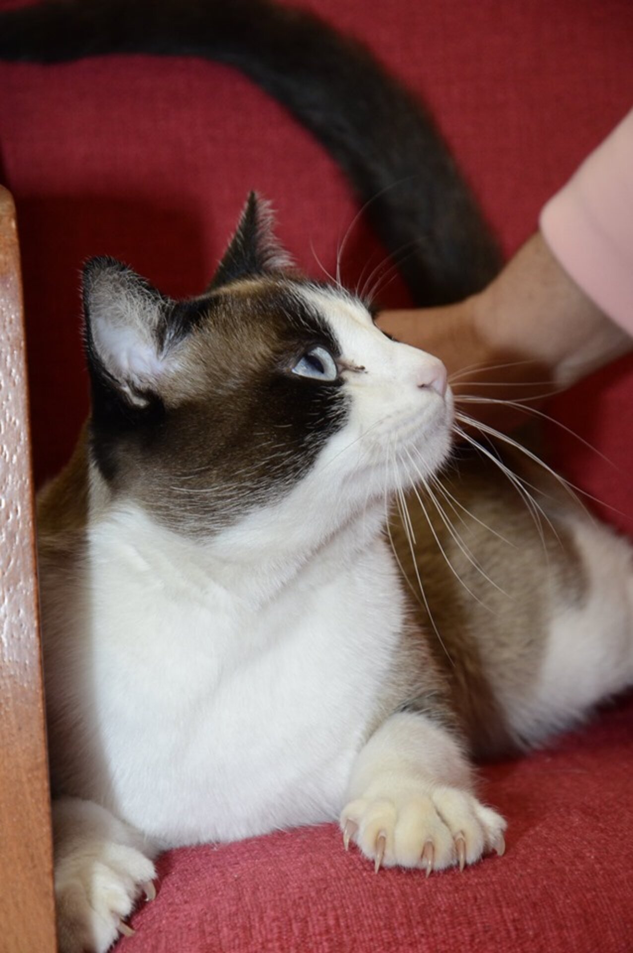 Cat Moves Into Church And Humbly Accepts All The Worshippers’ Praise ...