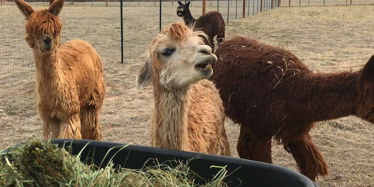 Socially Awkward Alpaca Gets Pushed Outside Her Comfort Zone - Videos ...
