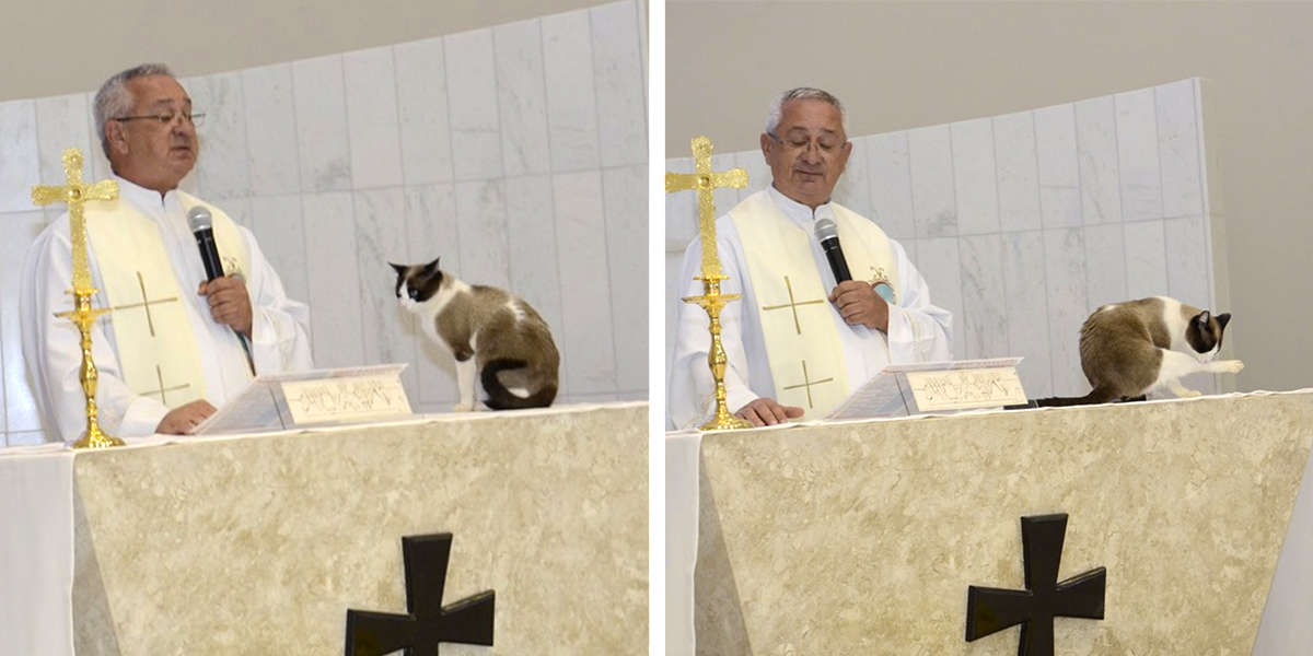 Cat Moves Into Church And Humbly Accepts All The Worshippers’ Praise ...