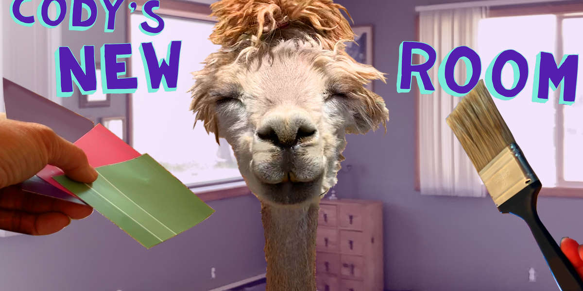Tiny Alpaca Gets Her Own Bedroom Videos The Dodo