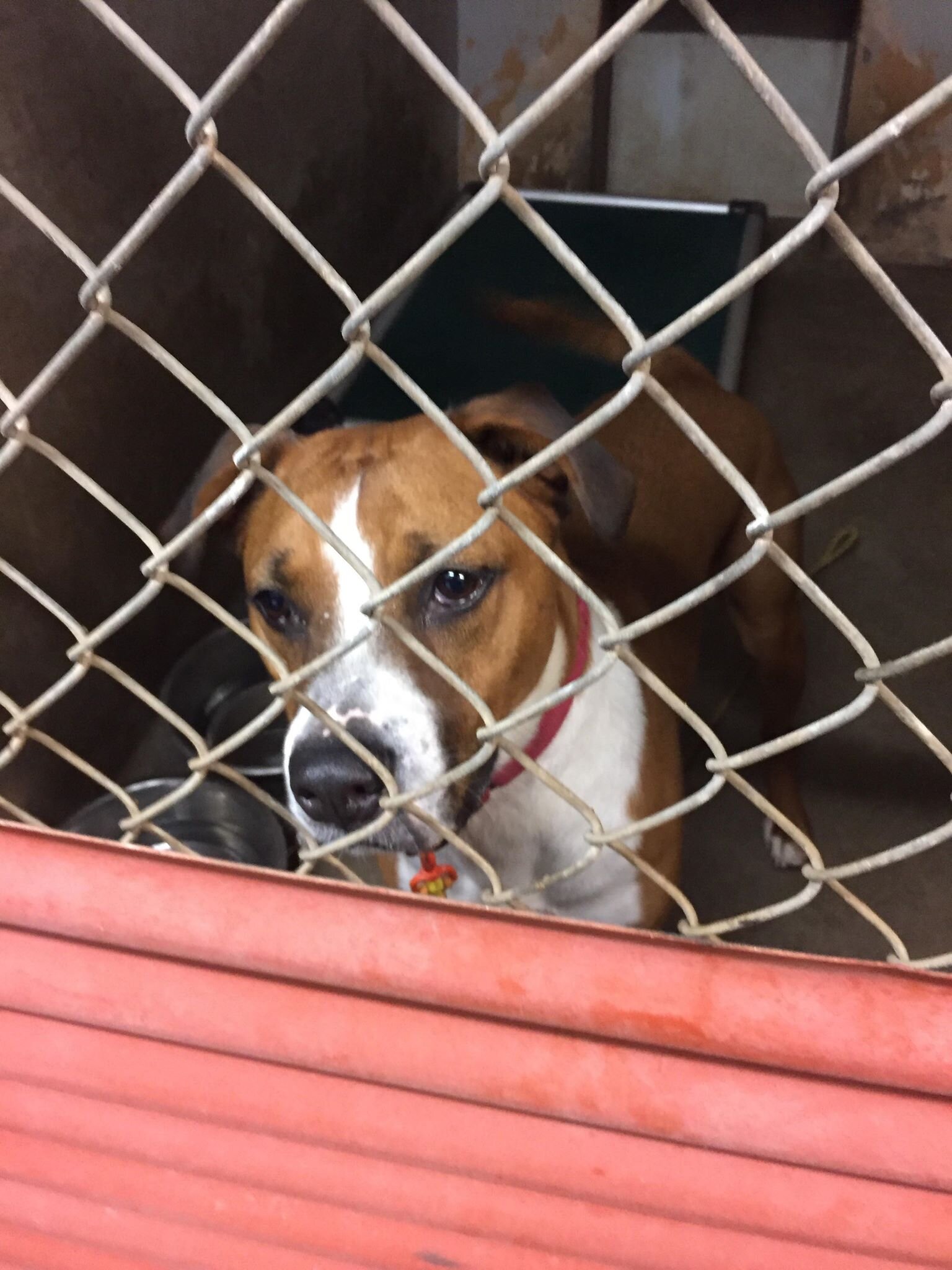 Chubbs The Hound Mix Has Been In The Shelter For 3 Years - The Dodo
