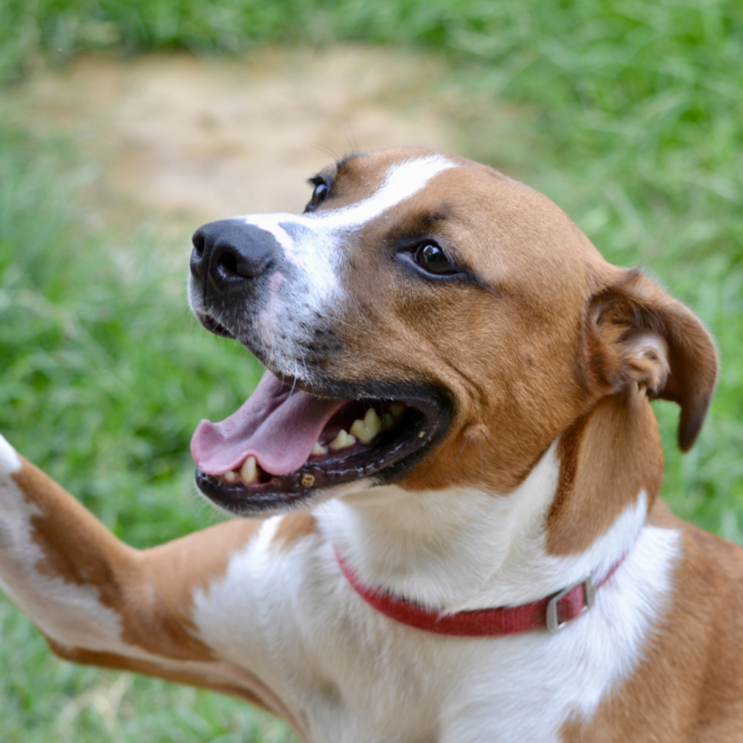 Chubbs The Hound Mix Has Been In The Shelter For 3 Years - The Dodo