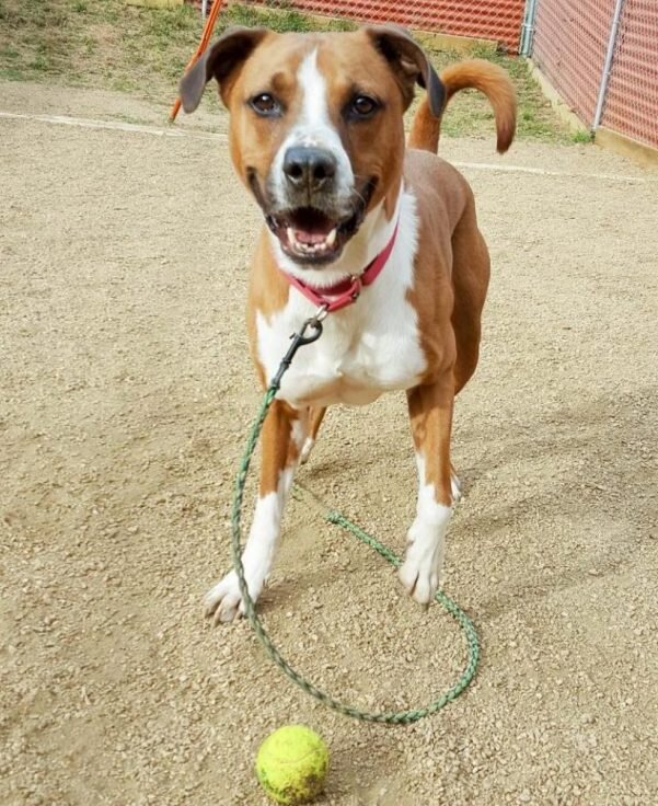 Chubbs The Hound Mix Has Been In The Shelter For 3 Years - The Dodo