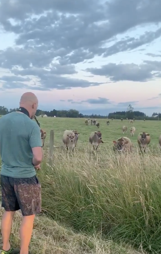 Man Plays Saxophone For Cows And They Love It - The Dodo