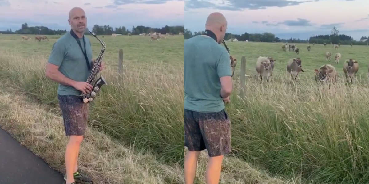 Man Plays Saxophone For Cows And They Love It - The Dodo