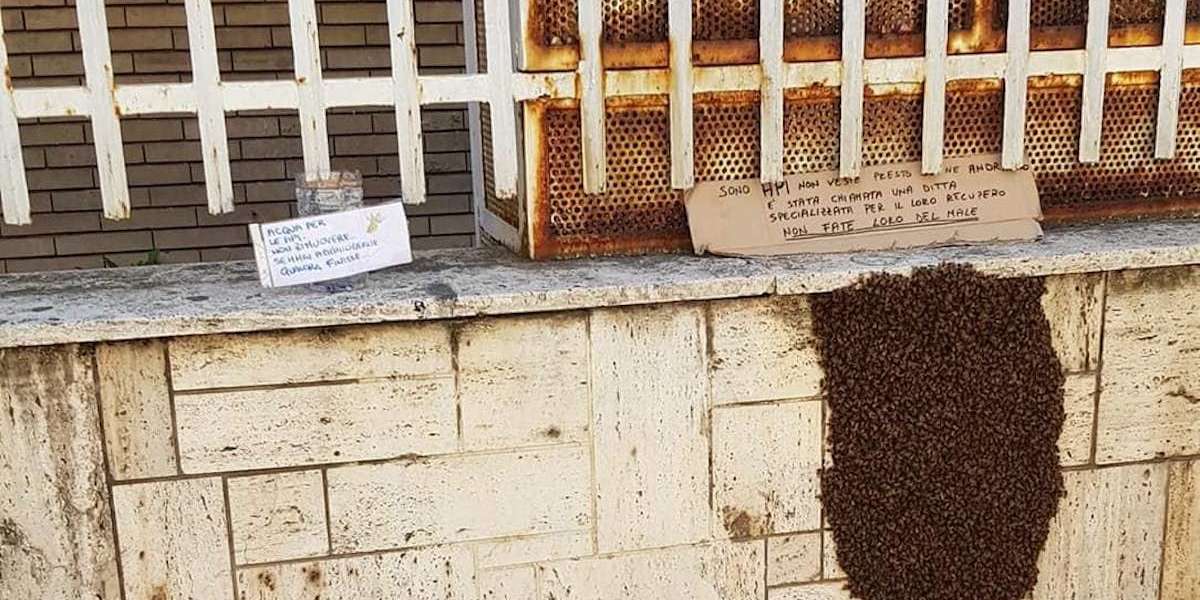Southern Italians Treat City Bees With Kindness And Hospitality - The Dodo