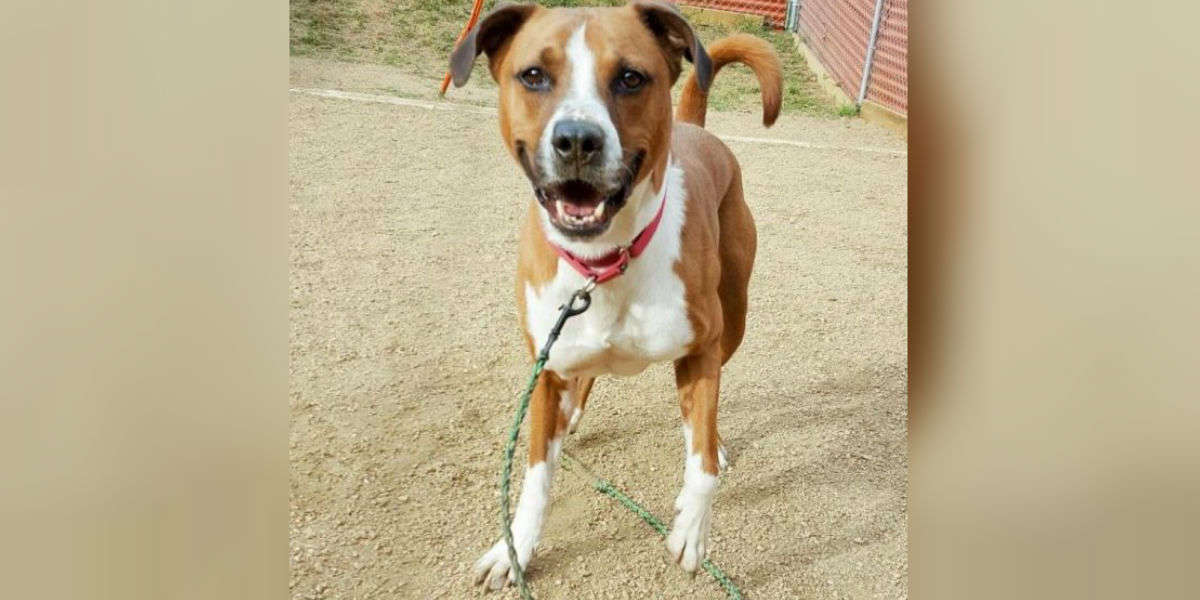 Chubbs The Hound Mix Has Been In The Shelter For 3 Years - The Dodo