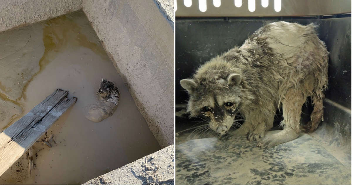 Rescuers Save Raccoon Trapped In Wet Cement - The Dodo