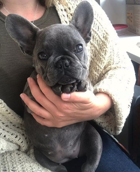 See This Little French Bulldog Who Just Befriended A Butterfly - The Dodo