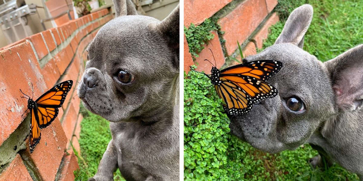 See This Little French Bulldog Who Just Befriended A Butterfly - The Dodo