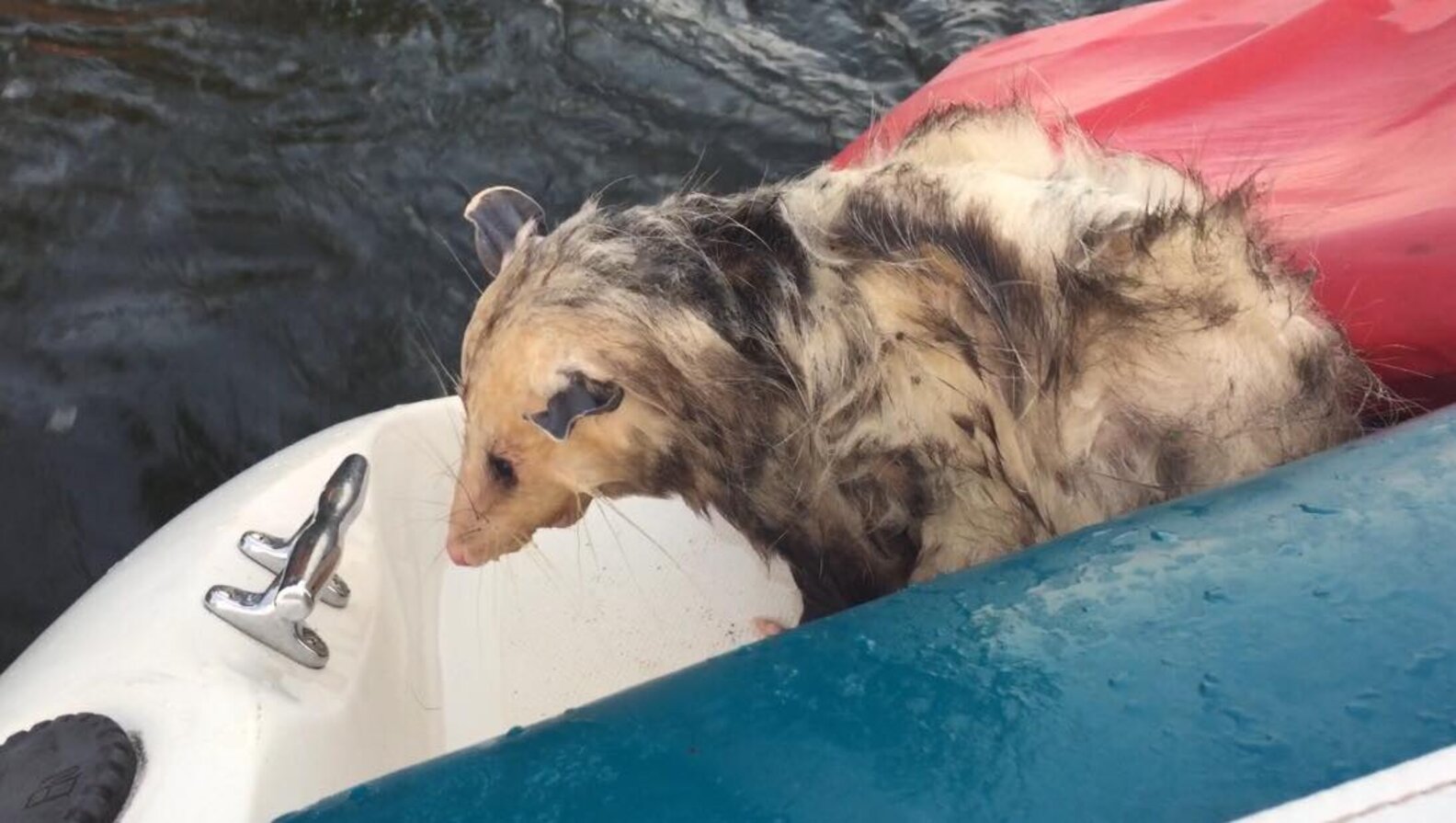 Boaters Come To Rescue Of Exhausted Animal Struggling To Stay Afloat ...