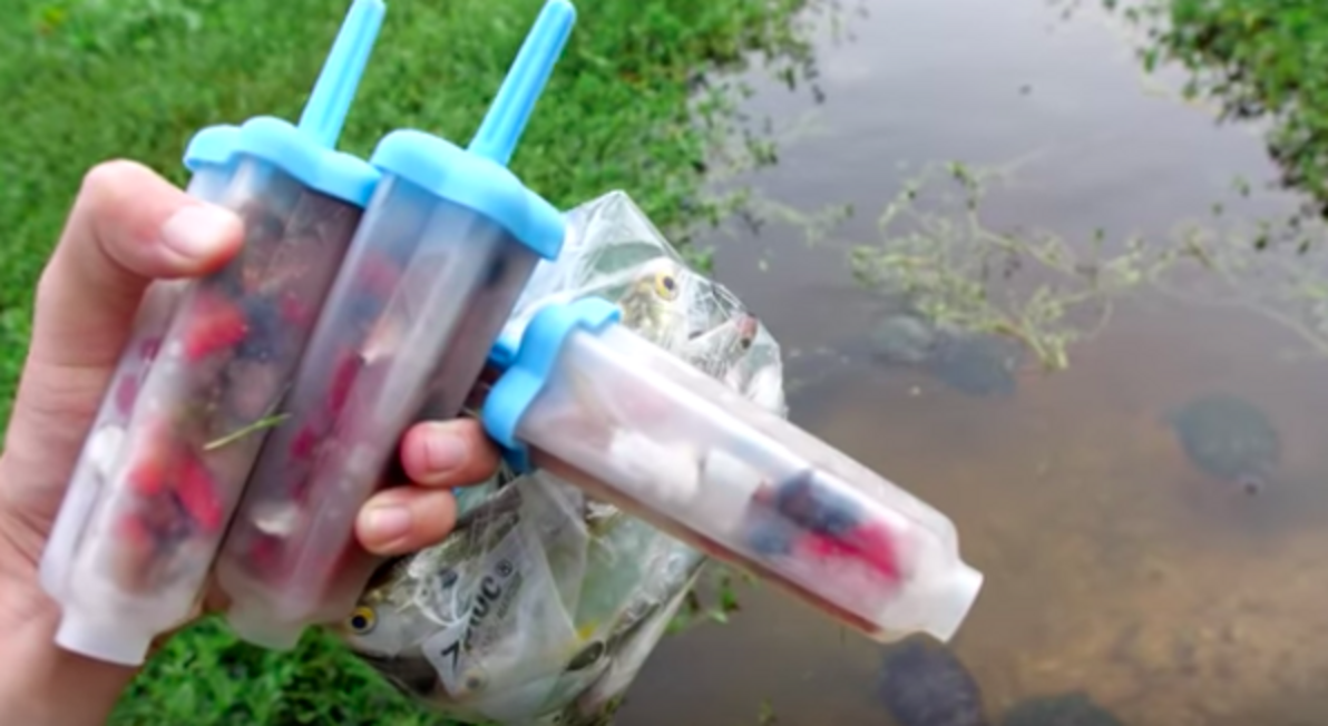 Guy Makes Special Popsicles For Local Turtles For July 4 Celebration ...