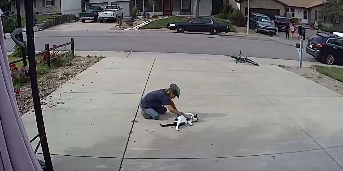 Boy Caught Paying The Sweetest Visit To Neighbor's 'Misunderstood' Cat ...