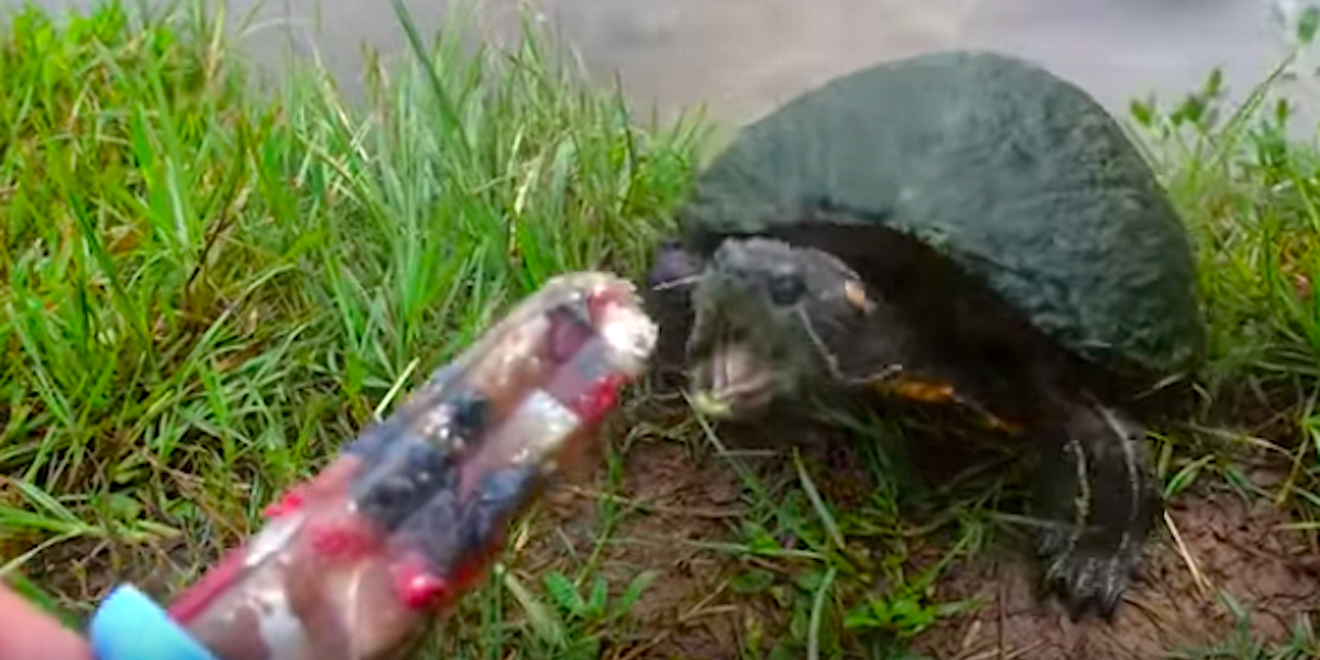 Guy Makes Special Popsicles For Local Turtles For July 4 Celebration ...