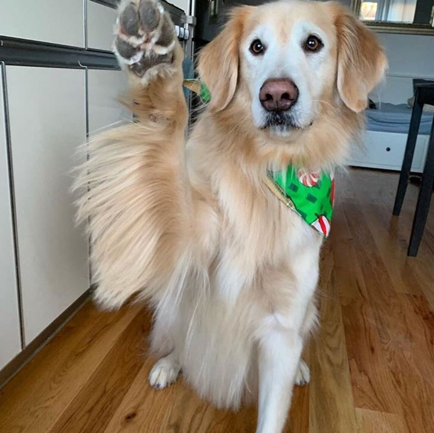 Golden Retriever Calms His Firework Anxiety By Bathing In His Toys ...