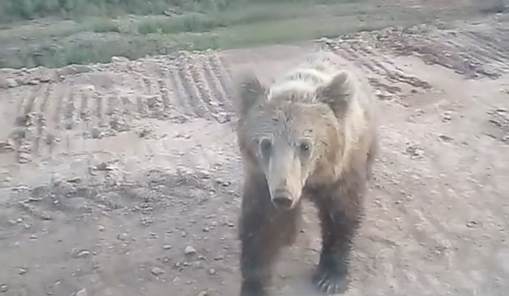 Bear Lunges at Car and Scares Passengers - Thrillist