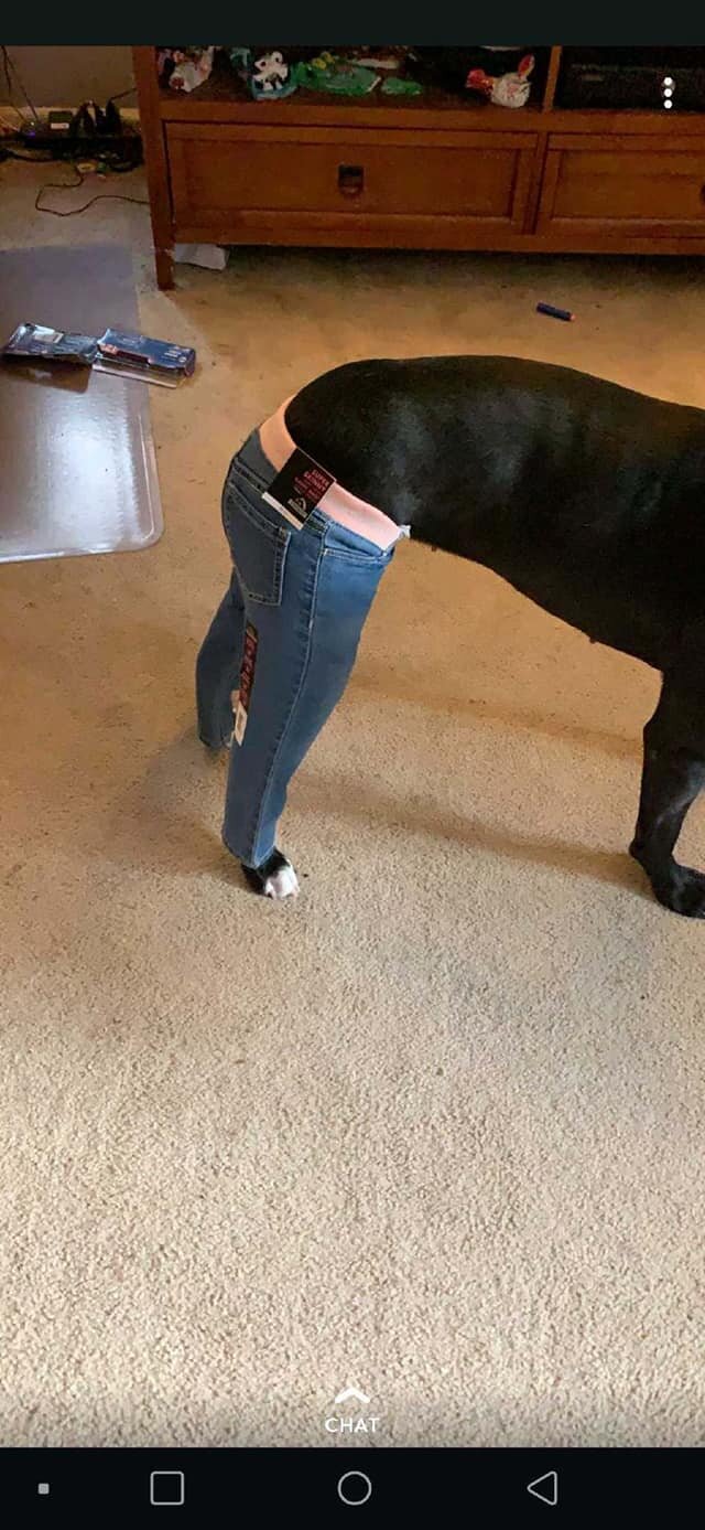 Dog Wear Pants After Hurting Her Tail - The Dodo