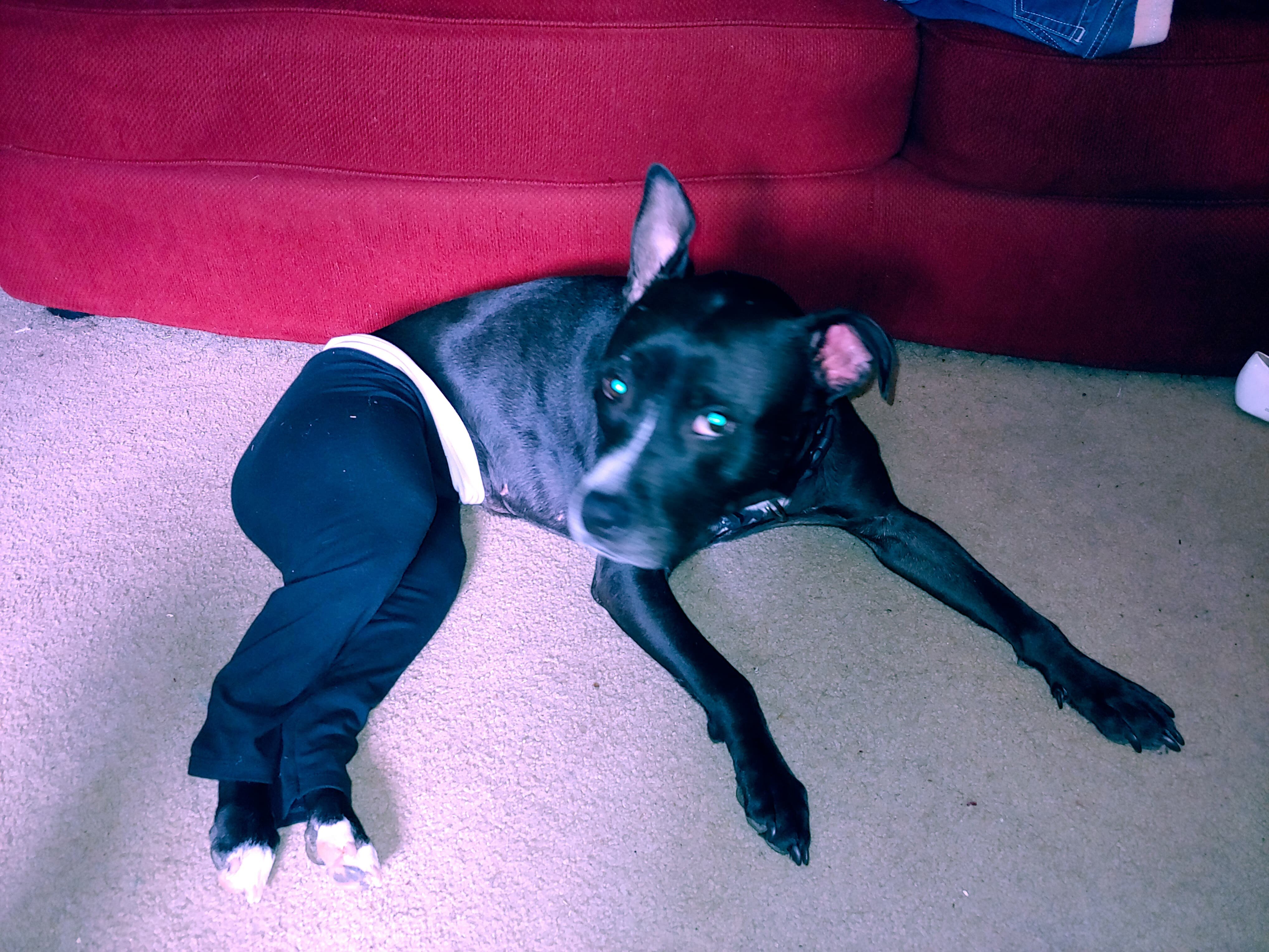 Dog Wear Pants After Hurting Her Tail - The Dodo