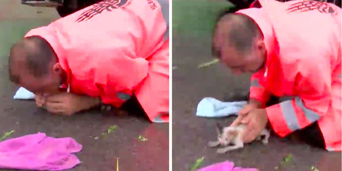 Road Worker Rescues Drowning Kitten During Flood And Adopts Her - The Dodo