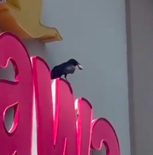 Viral Video Captures The Moment A Wild Crow Mugs A Man In Parking Lot ...