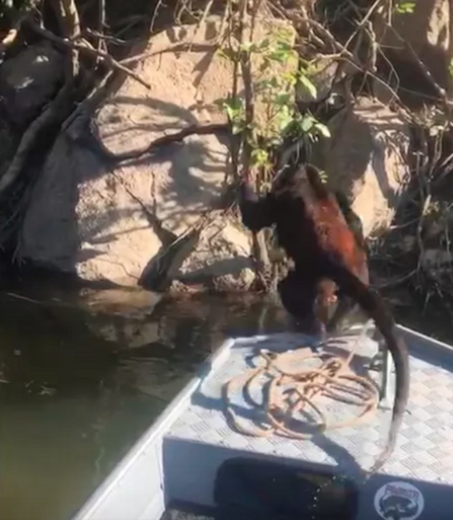 Guys Out Fishing See A Monkey In Need Of Saving - The Dodo