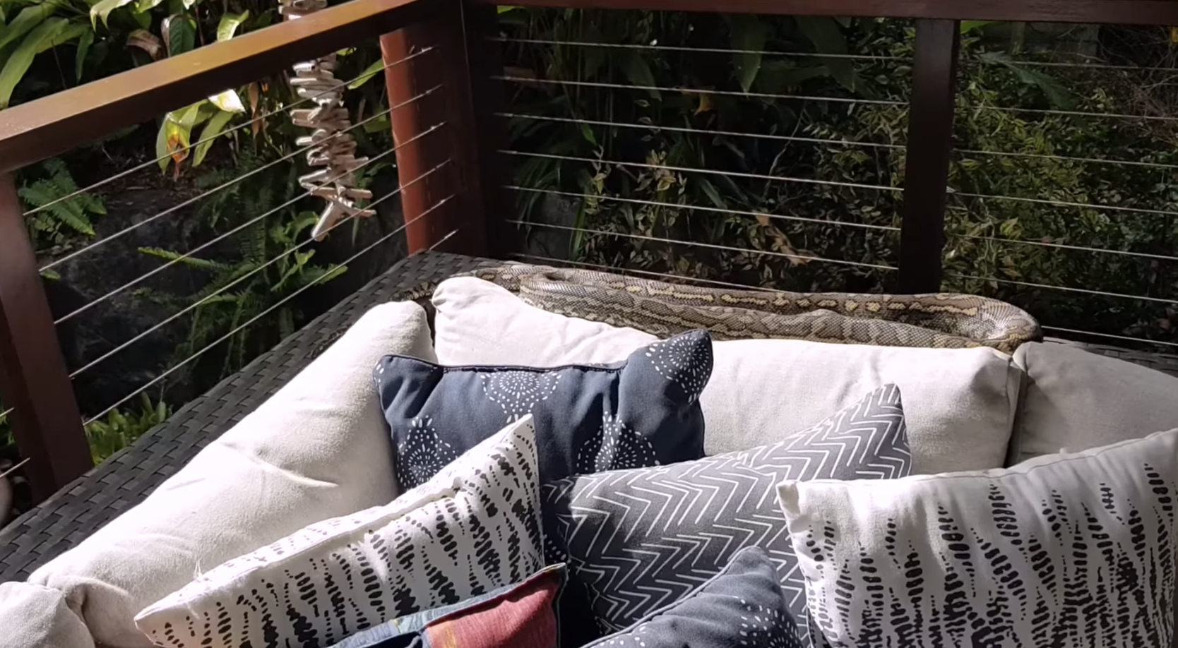 Snake Hides On Woman's Porch - The Dodo