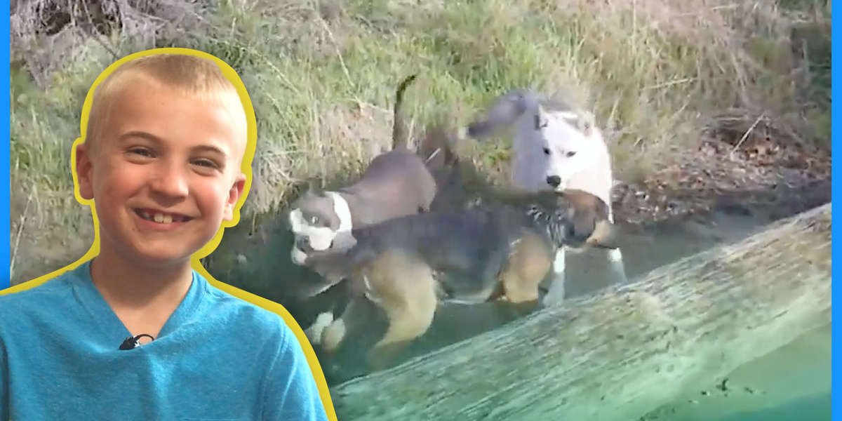 Boys Help Dogs Save Their Friend From Water - Videos - The Dodo