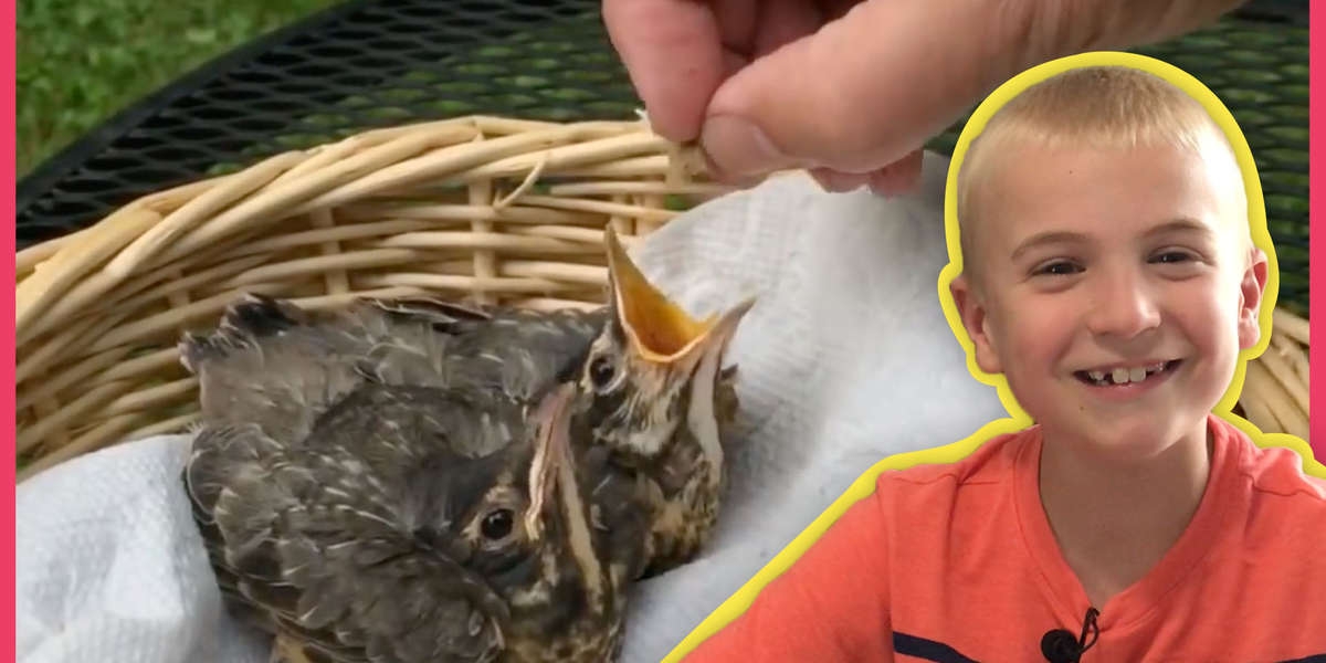 Baby Turtles Returned To Ocean AND Baby Bird Rescued By Nice Man ...