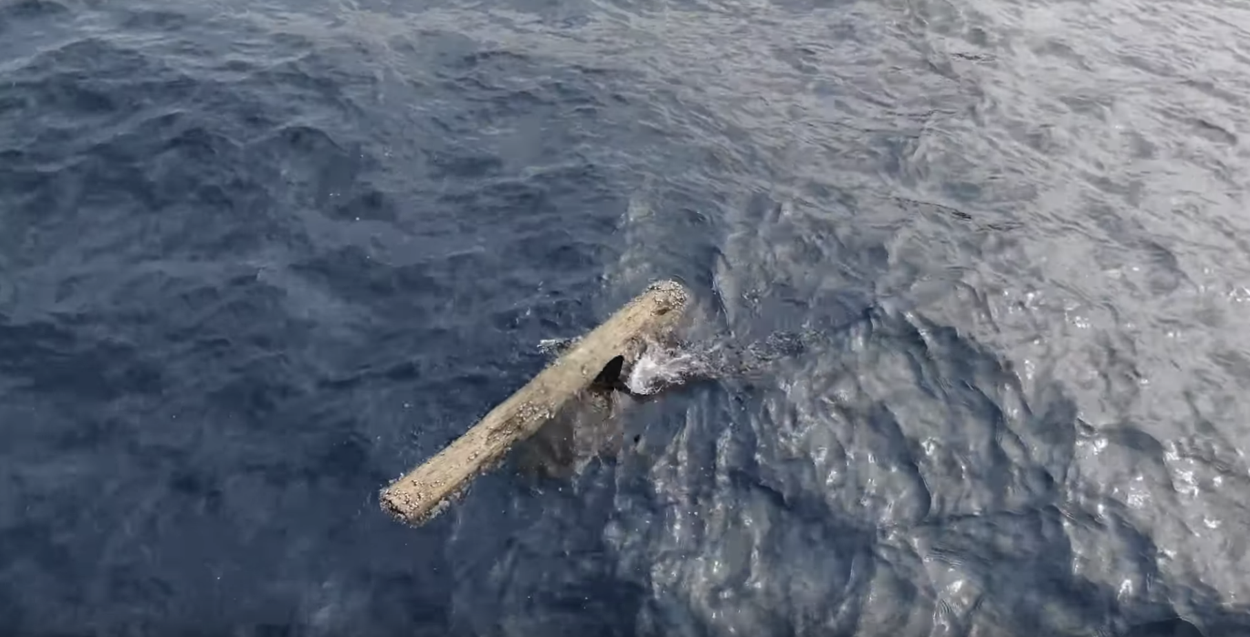 Shark Uses Log As Scratching Post - The Dodo