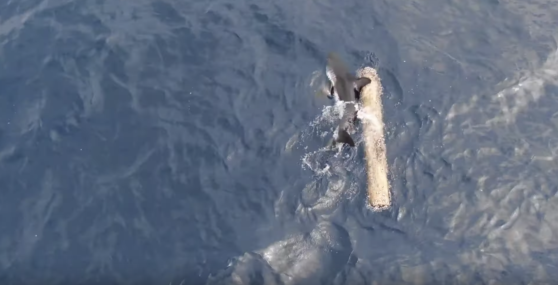 Shark Uses Log As Scratching Post - The Dodo