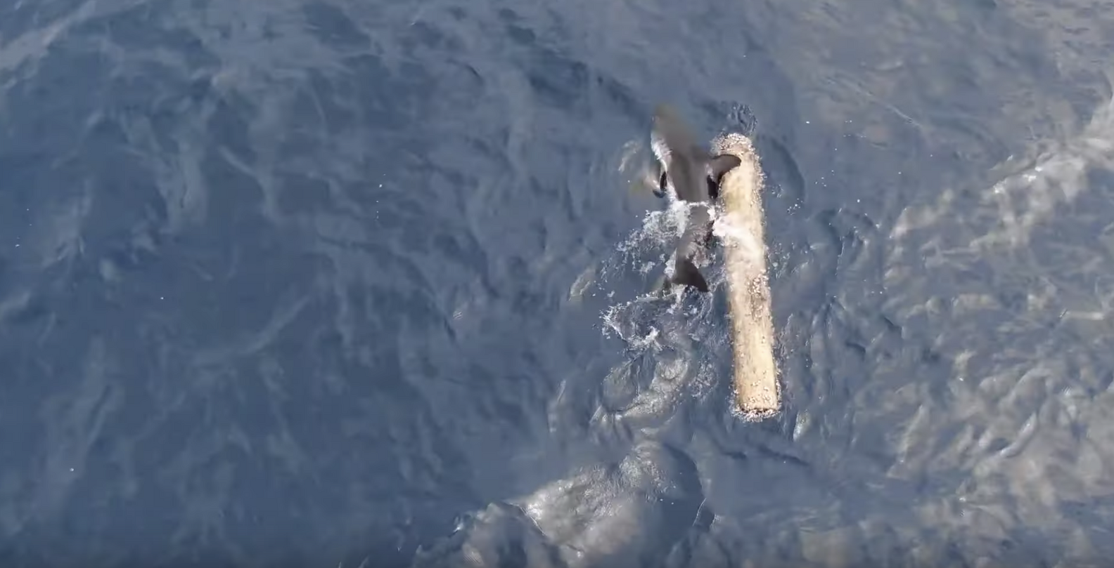 Shark Uses Log As Scratching Post - The Dodo