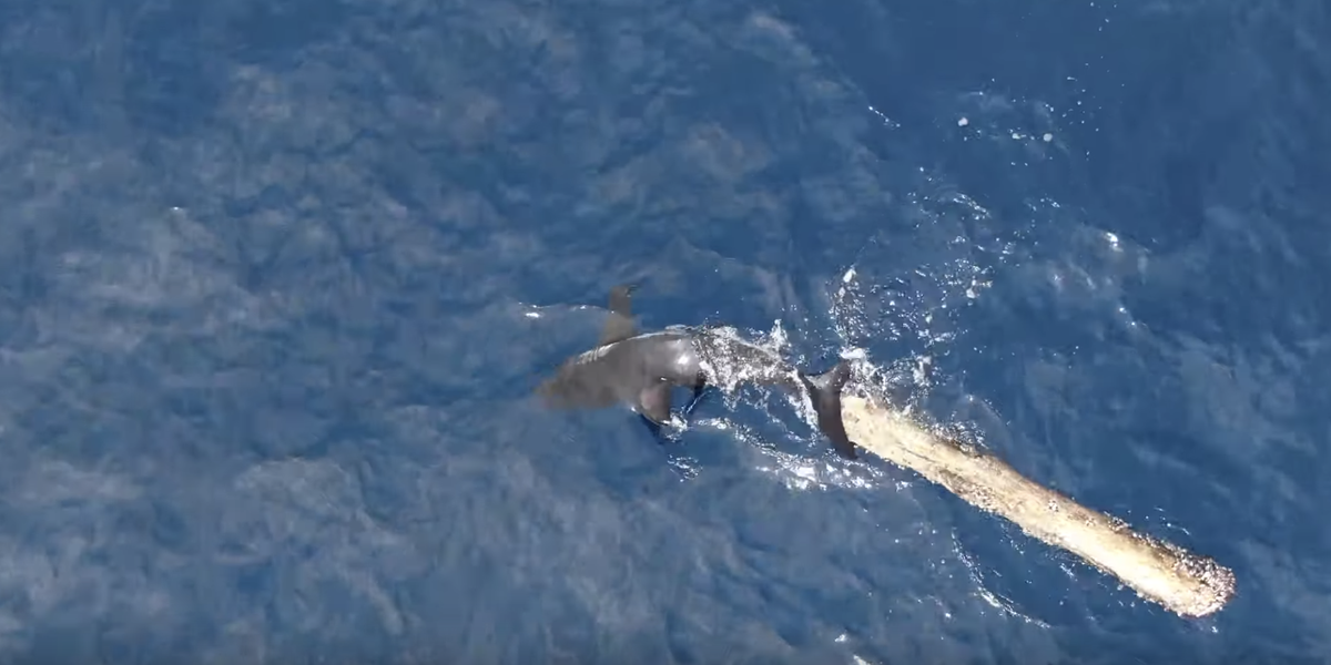 Shark Uses Log As Scratching Post - The Dodo