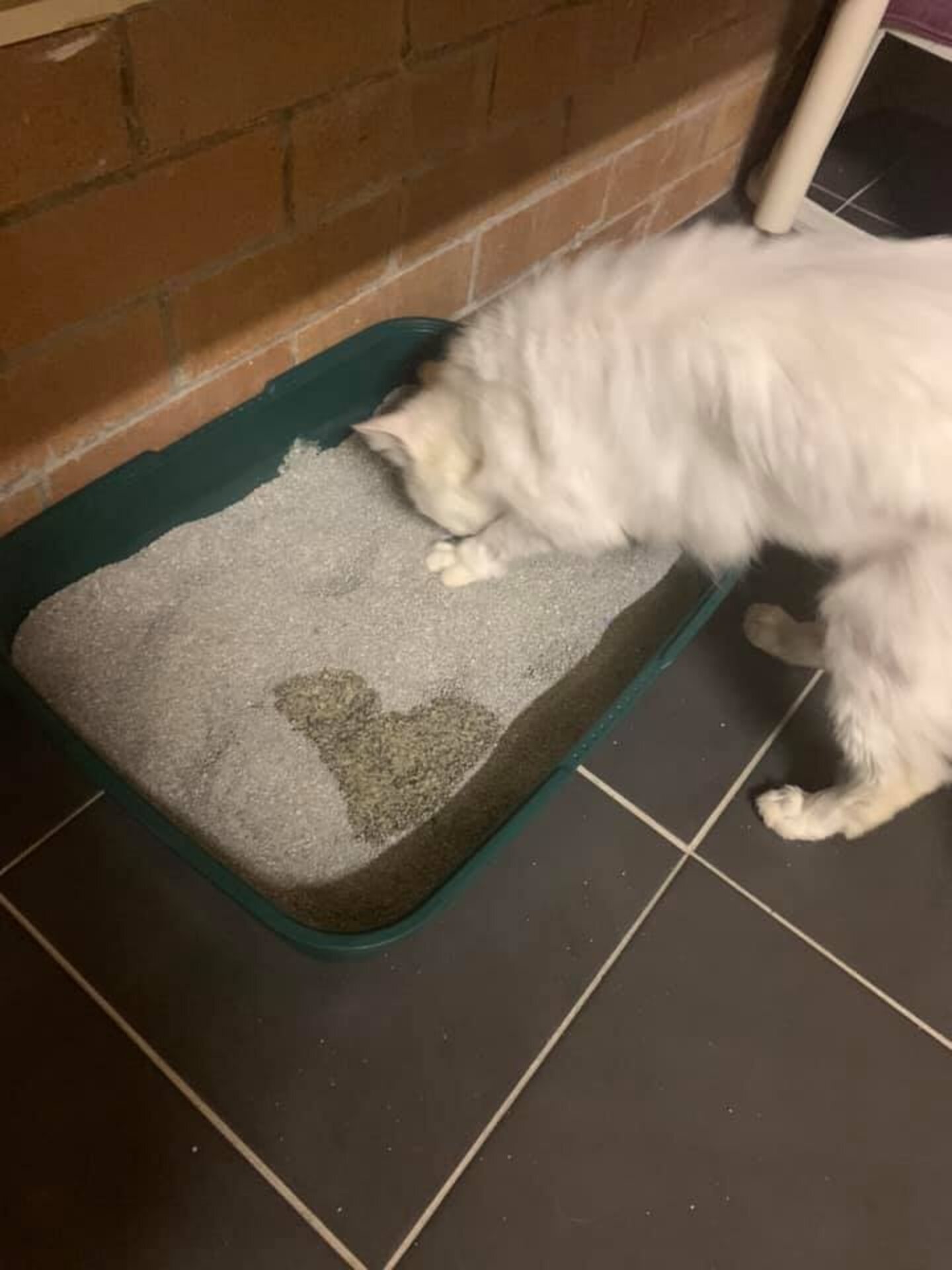 Rescue Cat Pees In Shape Of Heart - The Dodo