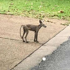 The Dodo - For Animal People