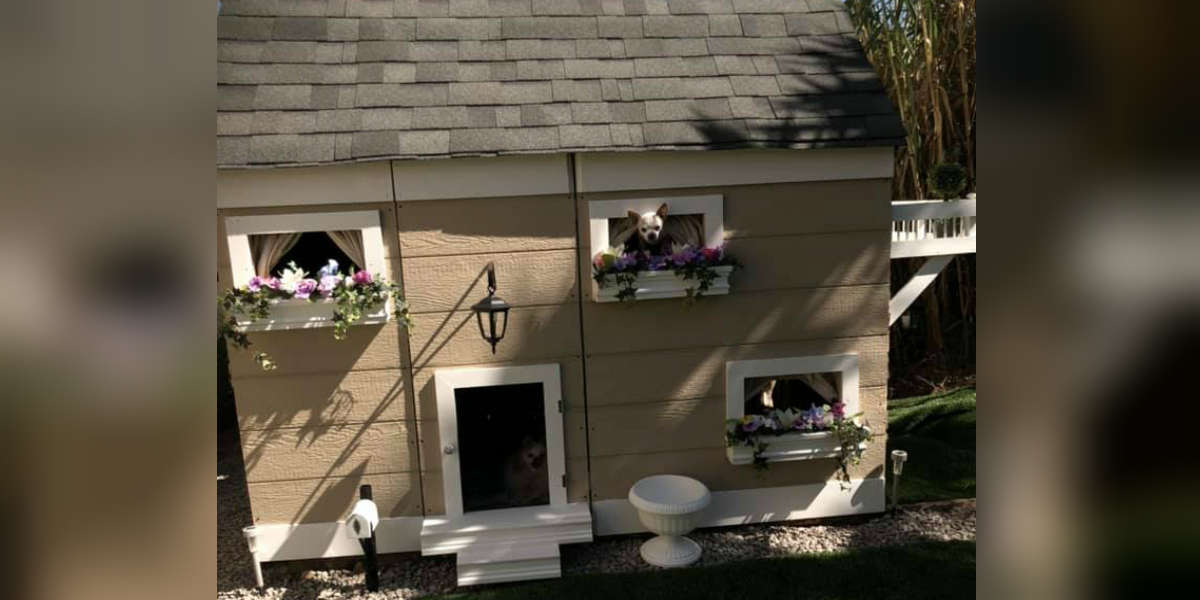 Woman Builds Ultimate California Dream House For Her Dogs - The Dodo