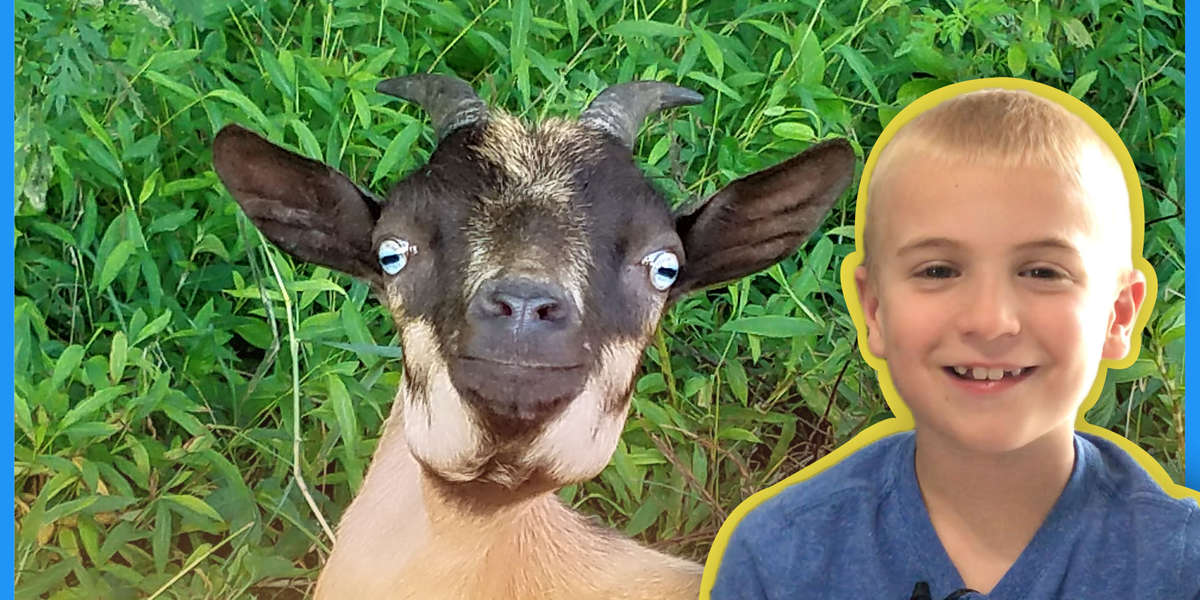 Rescuers Help Goat Get A Wheelchair And Learn To Walk - Videos - The Dodo