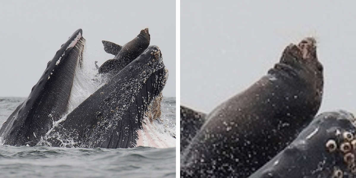 Sea Lion Has Unbelievable Run-In With A Hungry Humpback Whale - The Dodo