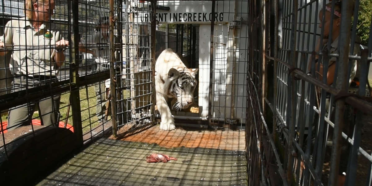 Tiger Mills Exist And They’re All Over America - Videos - The Dodo