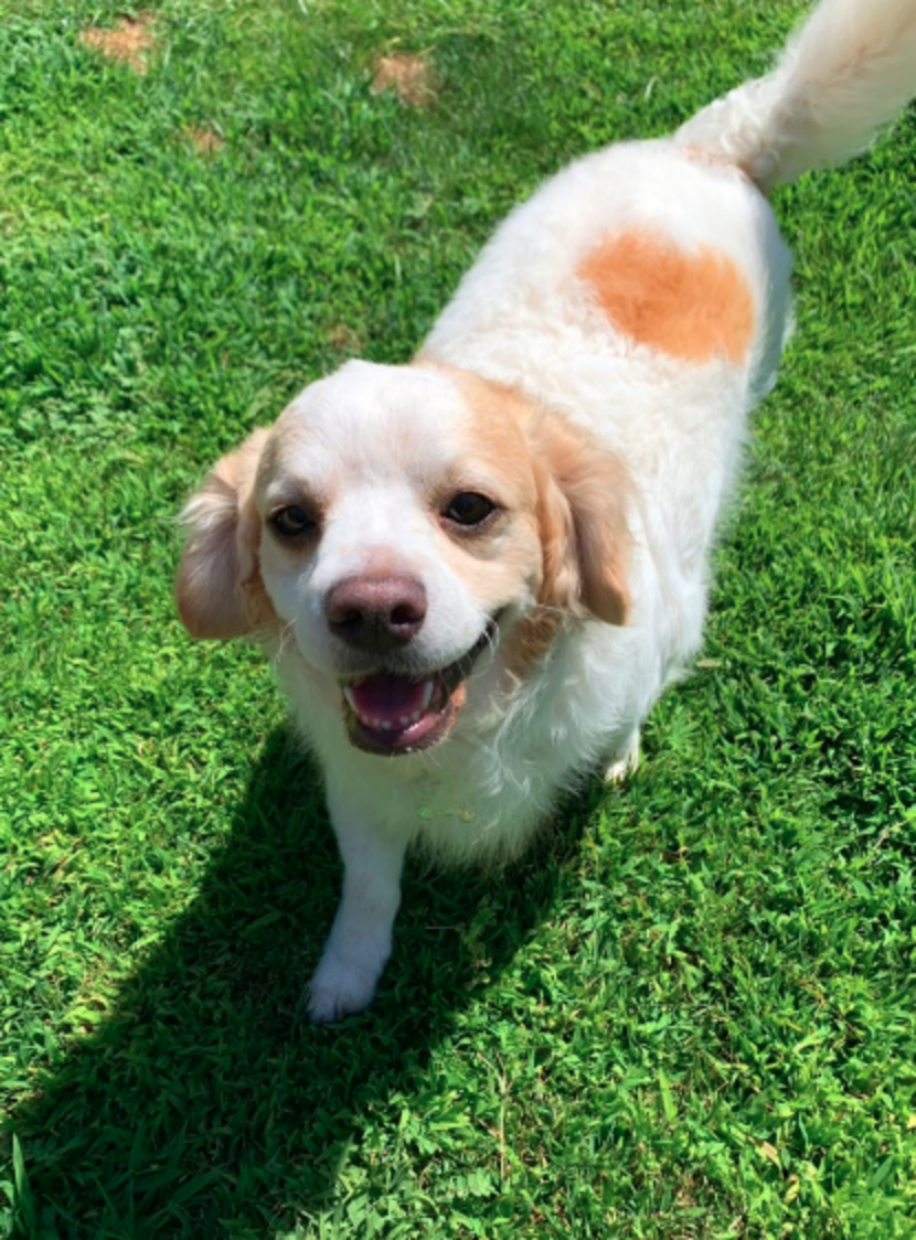 Dog Alerts Family To Someone Outside Front Door Asking For Help - The Dodo